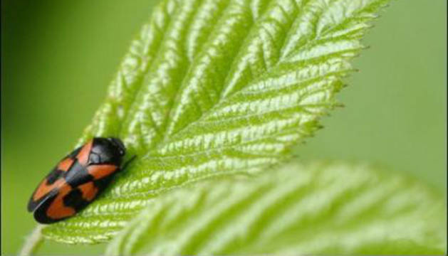 Los "bichos" herbívoros influyen en el CO de la Tierra | Noticias de ...