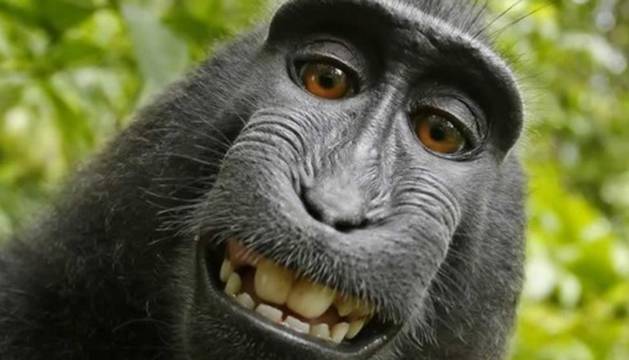El macaco más famoso de la red no puede acogerse al copyright por su ...