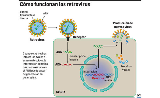 Retrovirus: Los virus también están en nuestro ADN | Noticias de ...