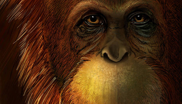Descubren que el 'Gigantopithecus' era pariente lejano del orangután ...