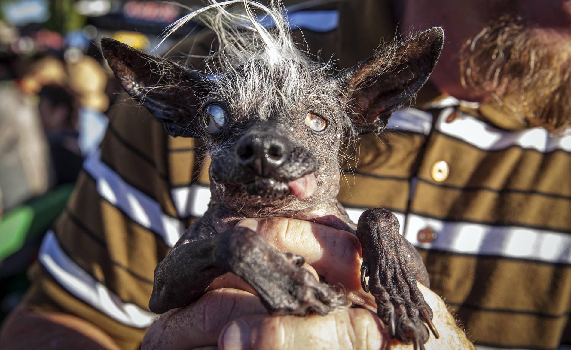 Galería - Los perros más feos del mundo compiten en California | Diario ...
