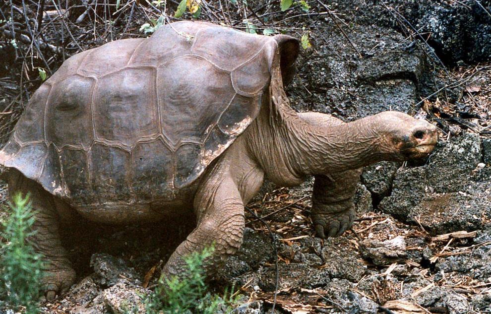 Una tortuga gigante extinta desapareció por la actividad humana ...