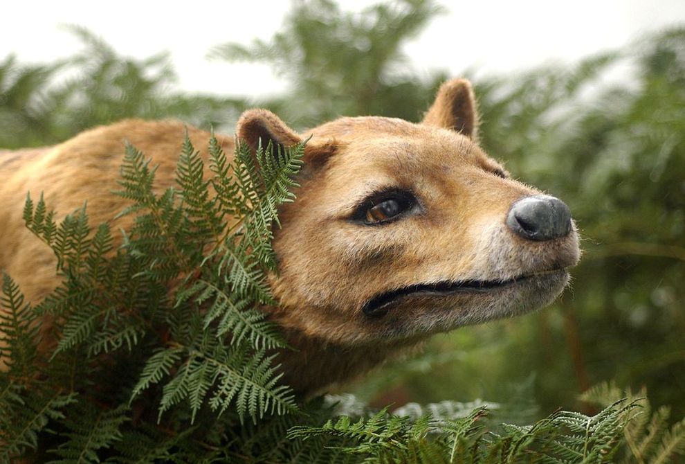 La caza propicia la extinción del tigre de Tasmania | Noticias de ...