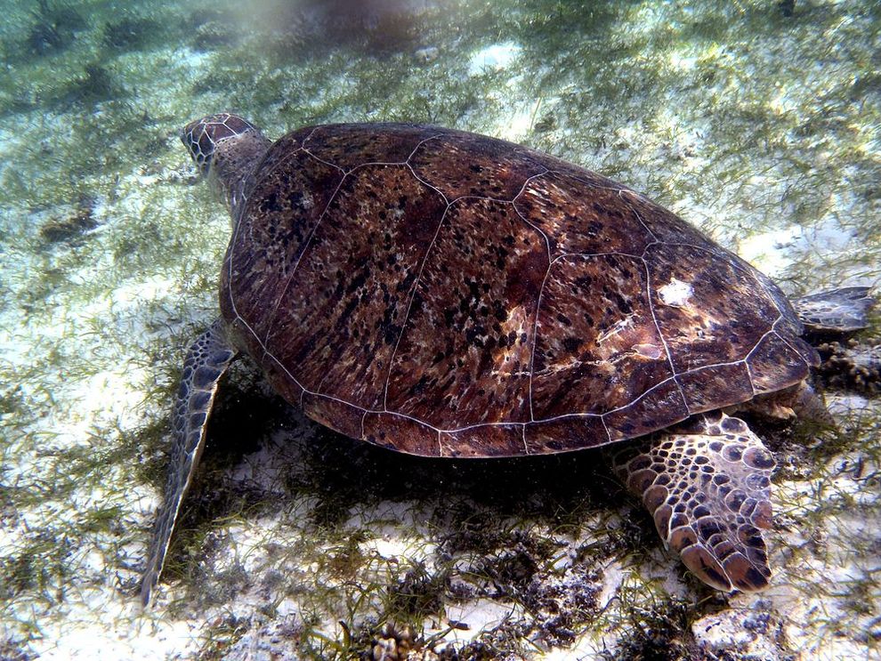 Las tortugas marinas usan sus aletas para manipular alimentos ...