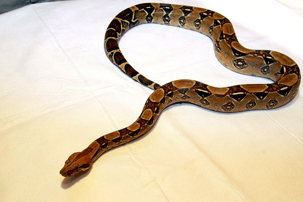 Buscan una boa en un pantano de Ciudad Real | Noticias de Sociedad en ...