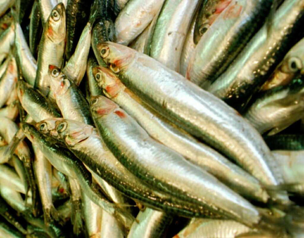 Pescadores vascos saldrán este lunes a pescar anchoa si salen los ...
