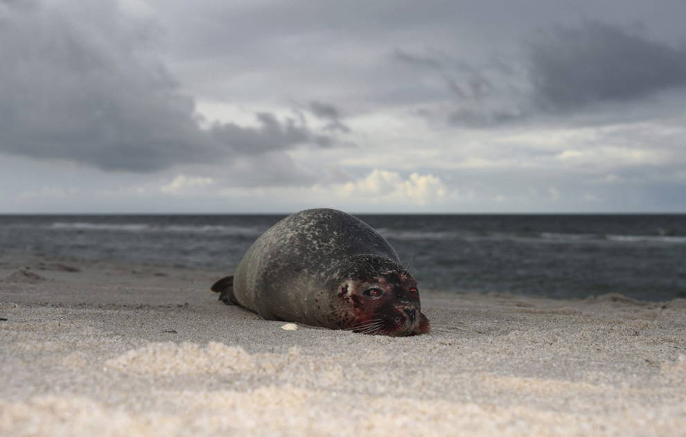 Decenas de focas mueren por la gripe en la costa alemana | Noticias de ...