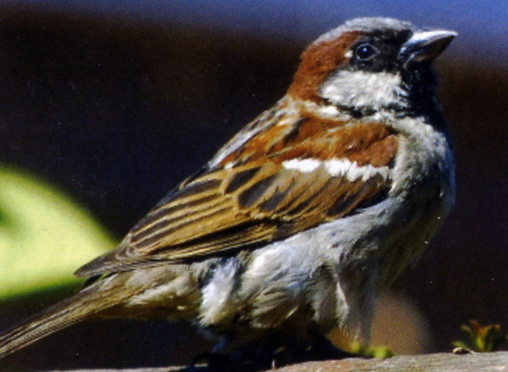 Ornitología - Sisón común, gorriones, cernícalos, lechuzas y halcón ...