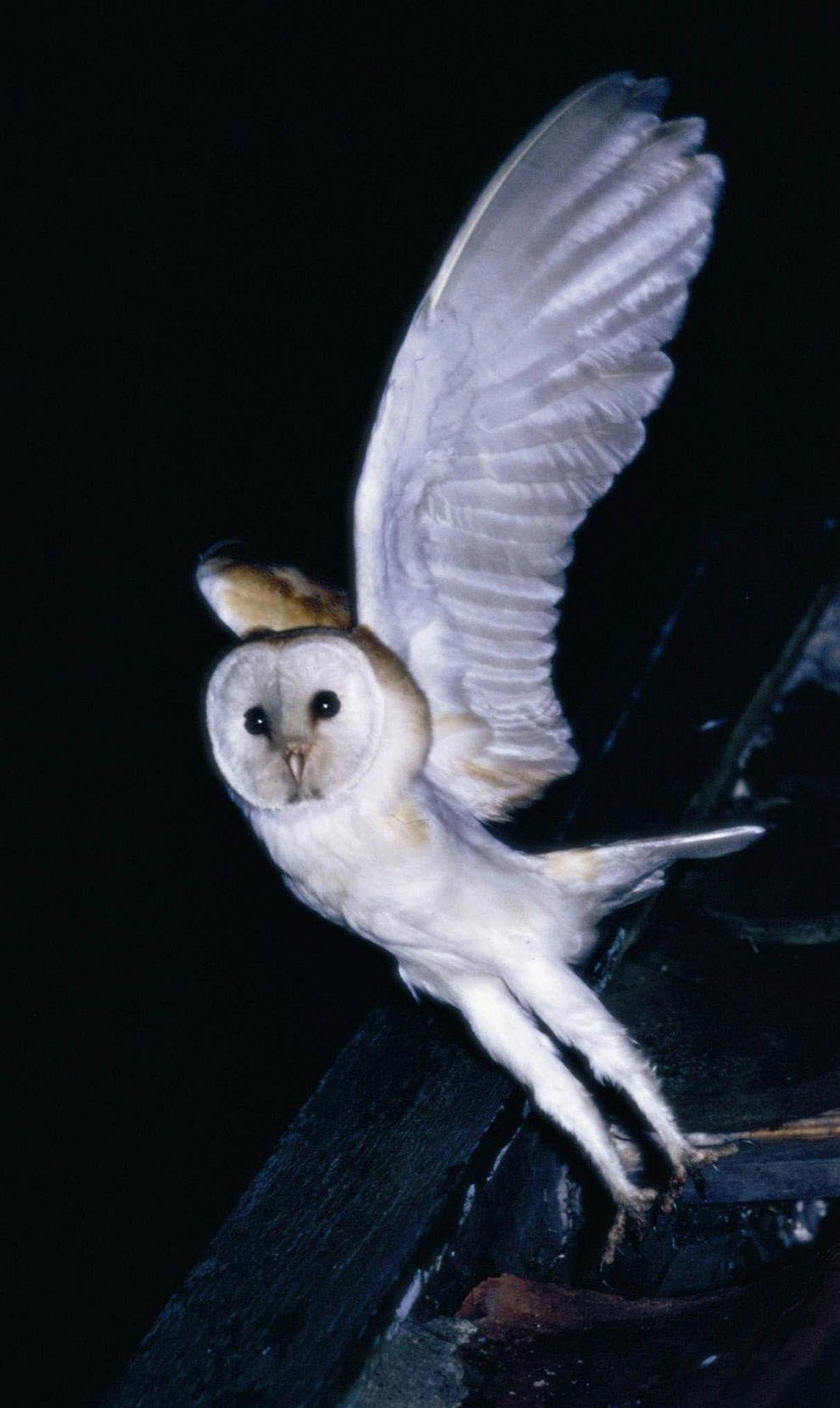 Teatro - 'Harry Potter' no usará lechuzas reales tras escaparse una por ...