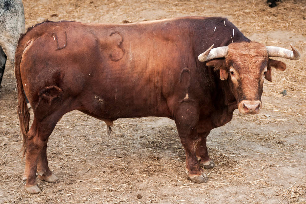 DNPlus - Feria del Toro - Cebada Gago regresa tras dos años de ausencia ...