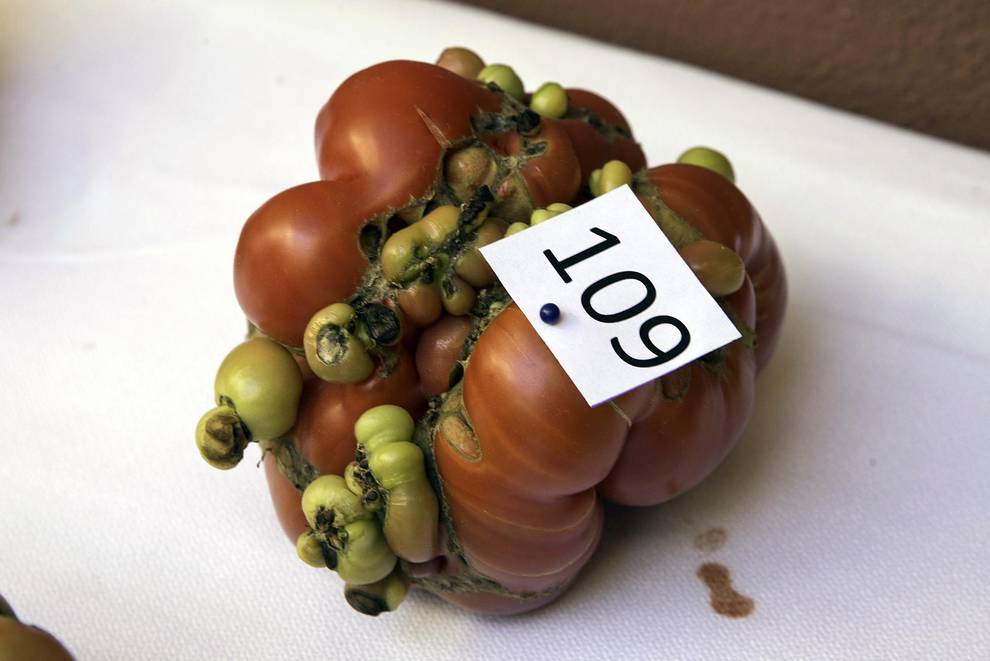 Tudela - IX Concurso de Tomates 'el Feo de Tudela' | Diario de Navarra