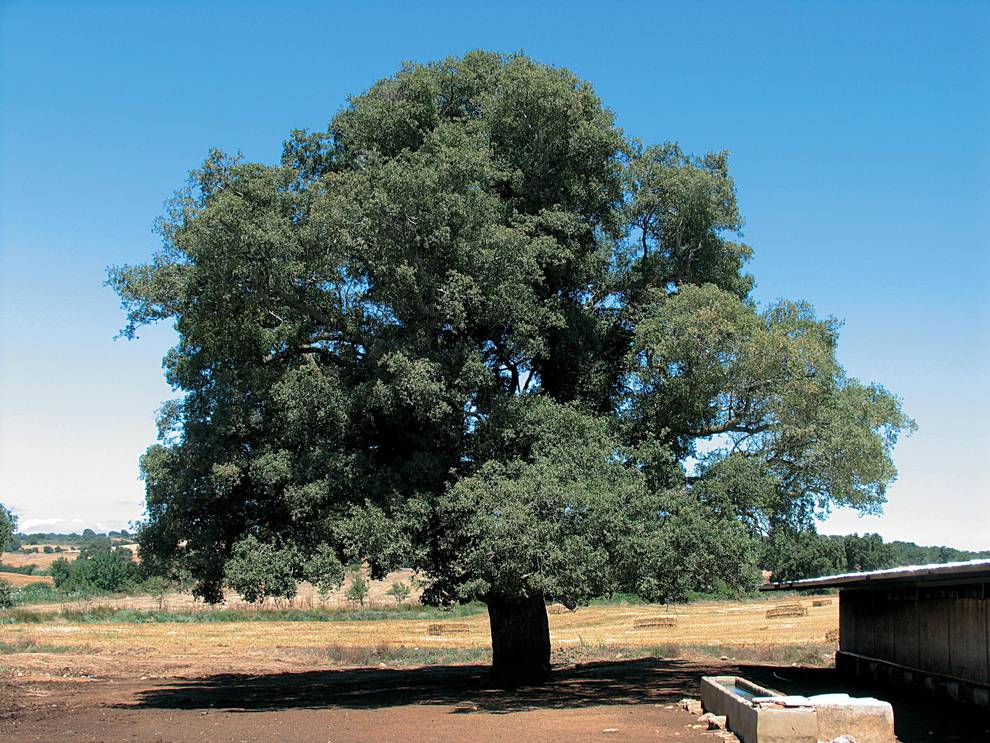 El equilibrio del quejigo de Garínoain | Noticias de Tafalla y Zona ...