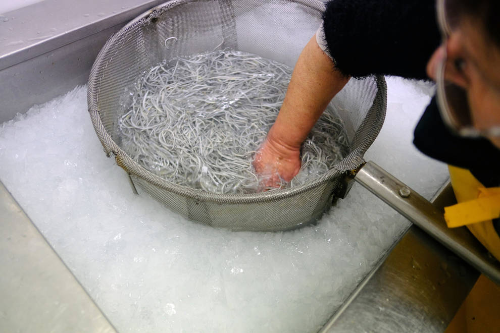 Historia de una angula desde su pesca en Francia hasta que llega a ...