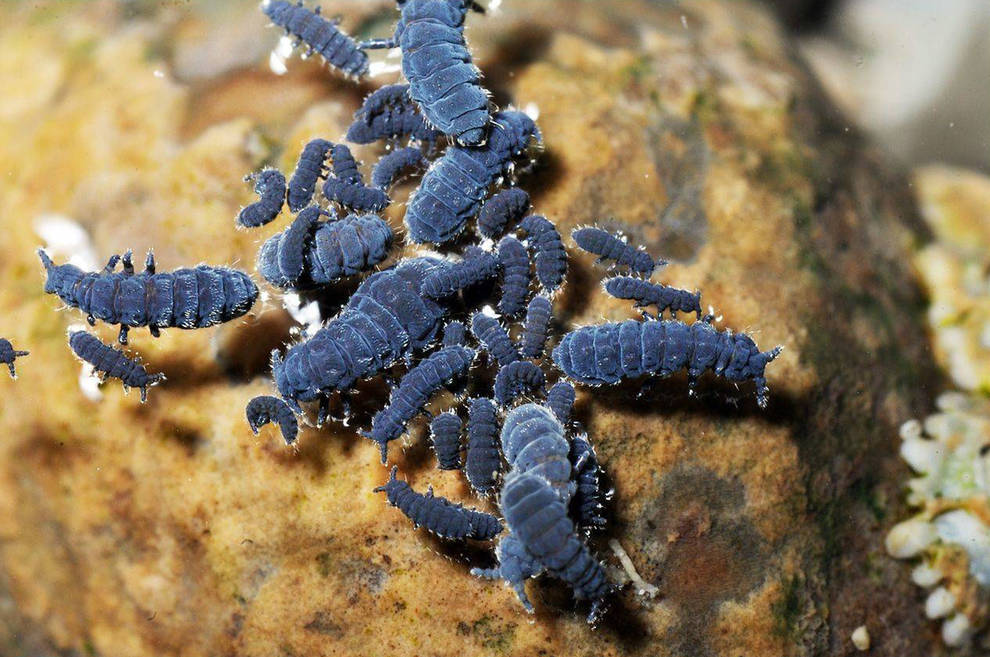 Colémbolos, dominan el suelo, y ni les vemos | SeleccionDN+ | Noticias ...