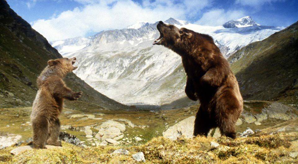 Kiwi, protagonista del filme "El oso" (1988), será trasladado a un zoo ...