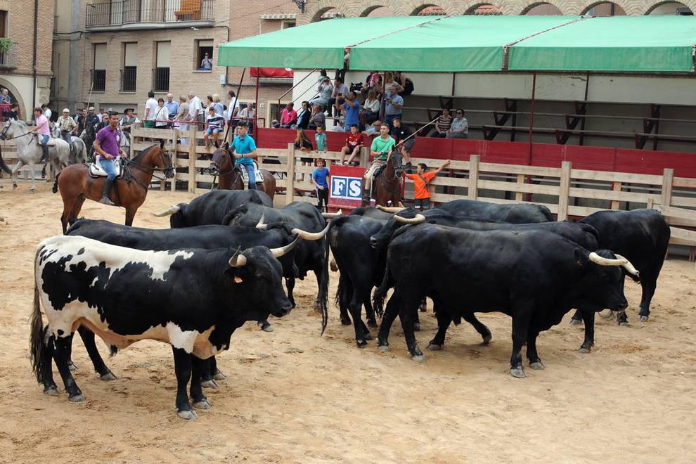 Fotos del día de la Vaca Brava: tradición y espectáculo | Diario de Navarra