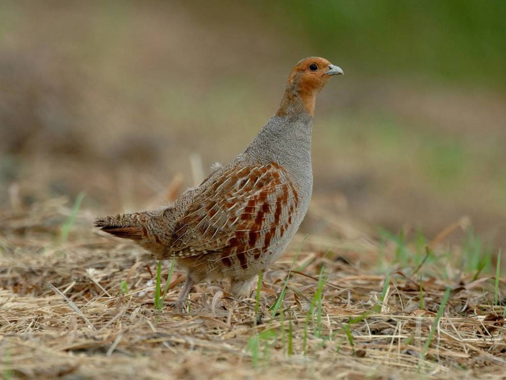 'Perdix perdix hispaniensis' o perdiz pardilla, una especie navarra en ...