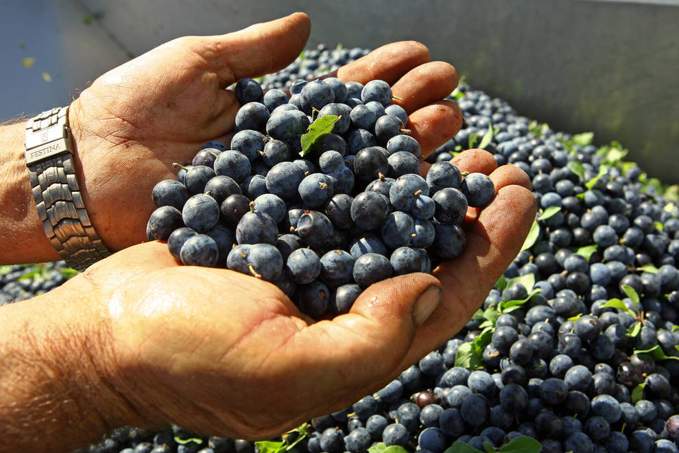 Las endrinas avivan cada otoño el alma del pacharán en Navarra ...