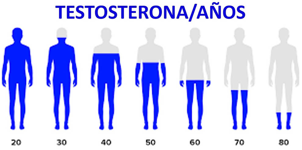 Testosterona Hormona Clave En El Rendimiento ¿es Posible Aumentarla De