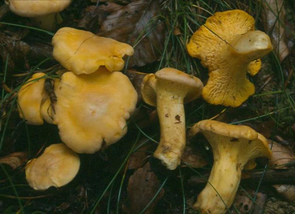 Consejos para la recogida de setas