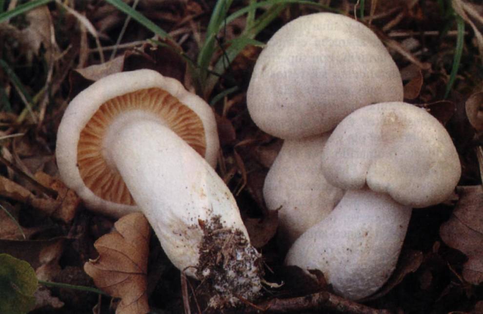 Consejos para la recogida de setas