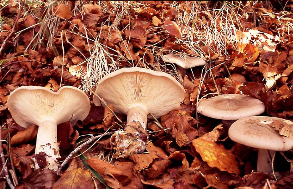 Consejos para la recogida de setas