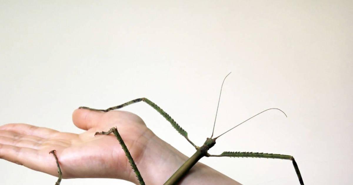 China - El insecto más largo del mundo mide 62 centímetros | Noticias ...
