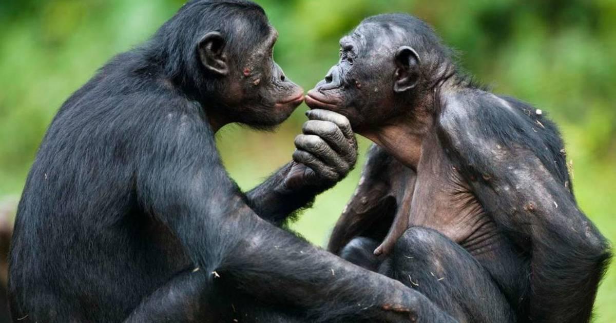 Científicos descubren que los bonobos son bondadosos | Noticias de ...