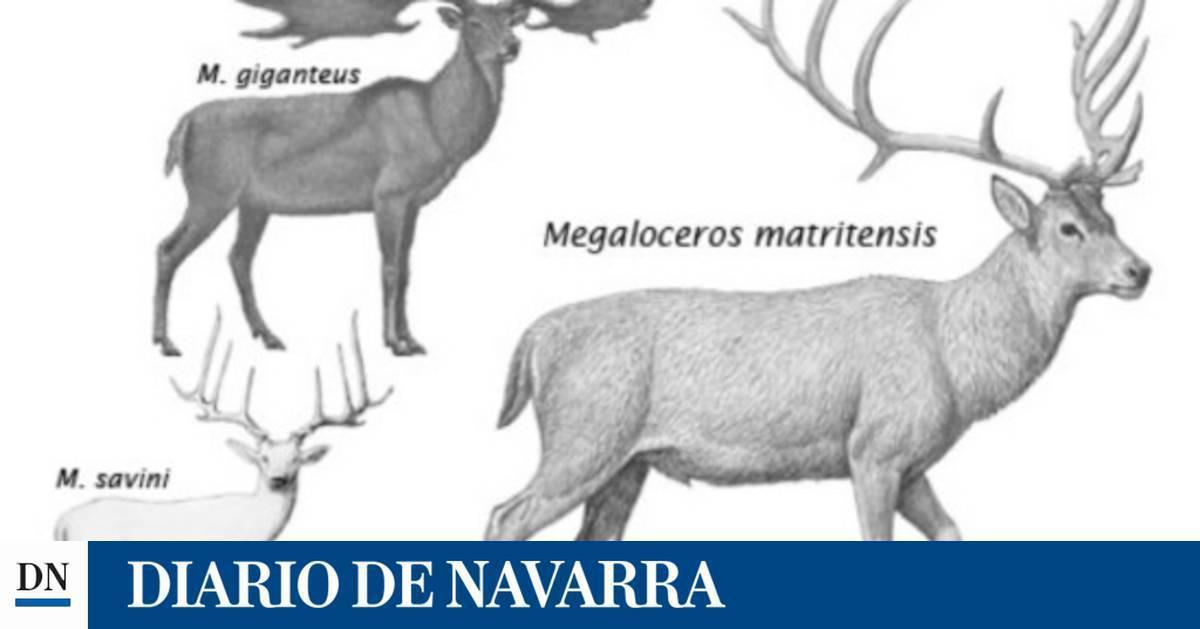 Una nueva especie de ciervo gigante 'enano' poblaba Madrid hace 400.000 ...